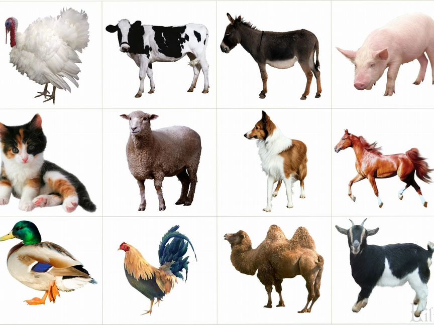 Продаётся корм для животных