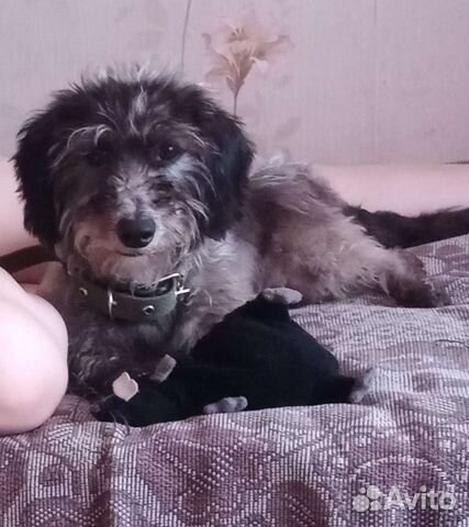 Собака девочка, стерилизованая