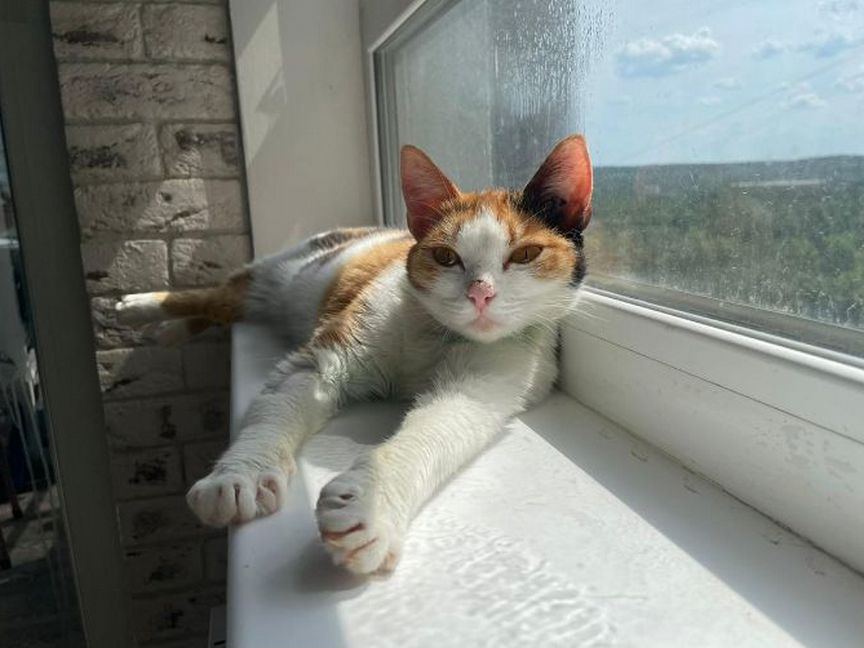 Кошки в добрые руки