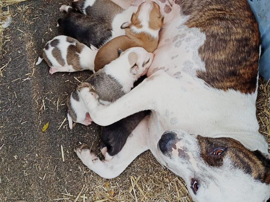 Стаффорд,питбуль