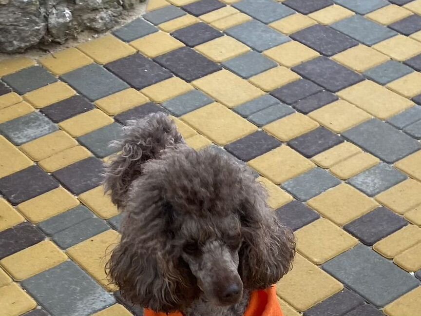 Пудель Жоффрей приглашает на вязку