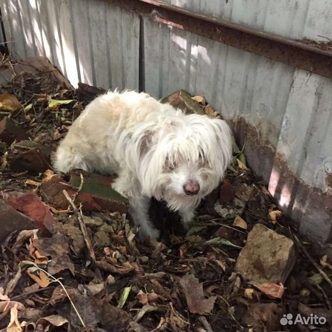 Найдена собака болонка