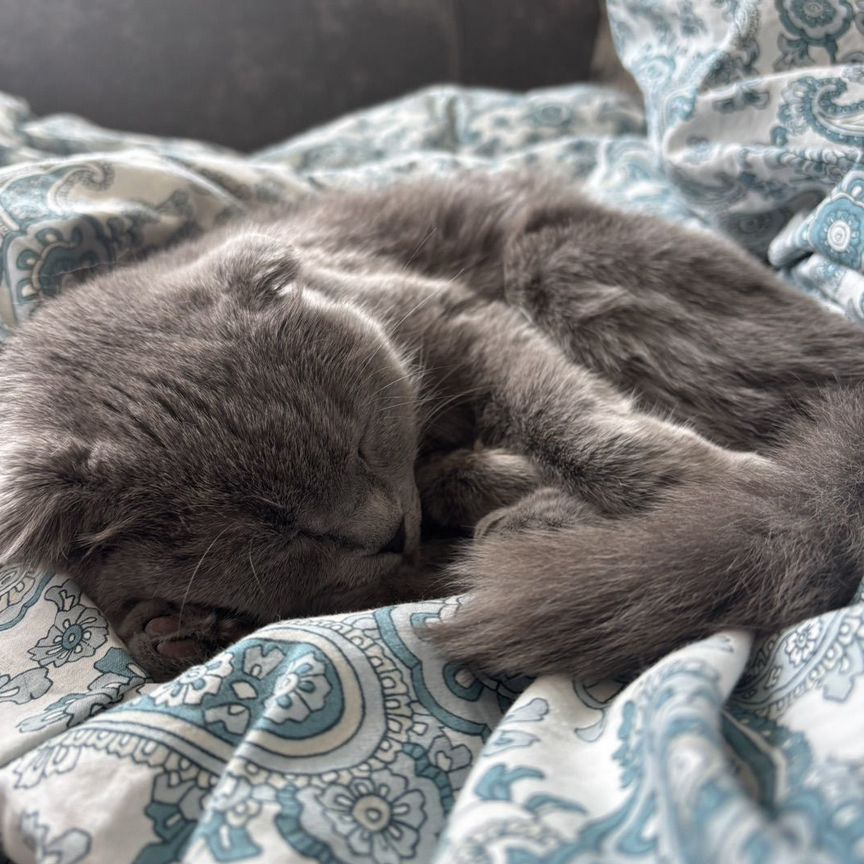 Кошка Буся в добрые руки