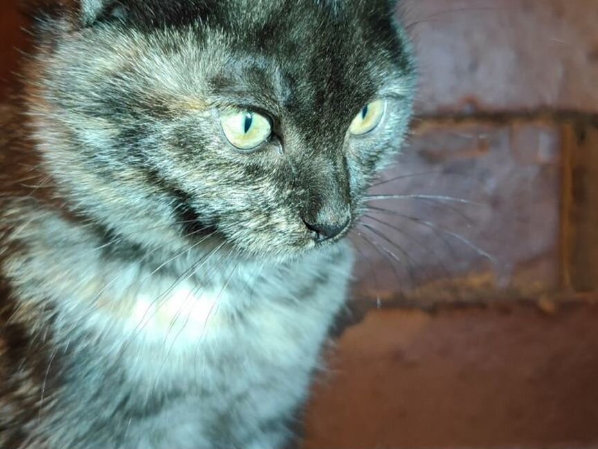 Котёночек котёнок