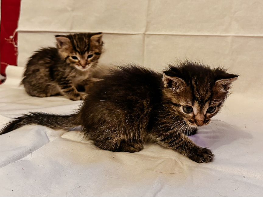 Котята в дар 1,5 месяца (мальчик, девочка)