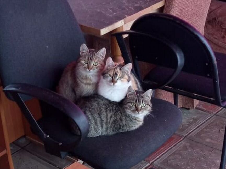 Отдам в добрые руки котенка