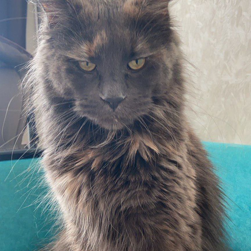 Мейн-кун в добрые руки