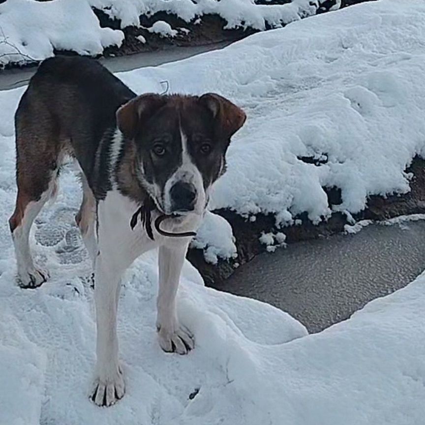 Взрослый пёс в добрые руки