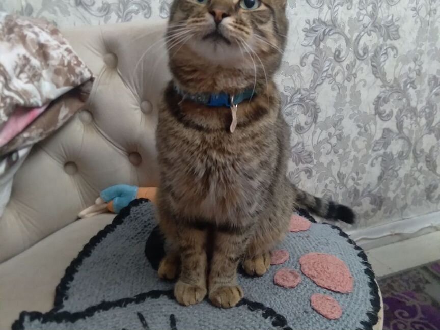 Котик, 2 года