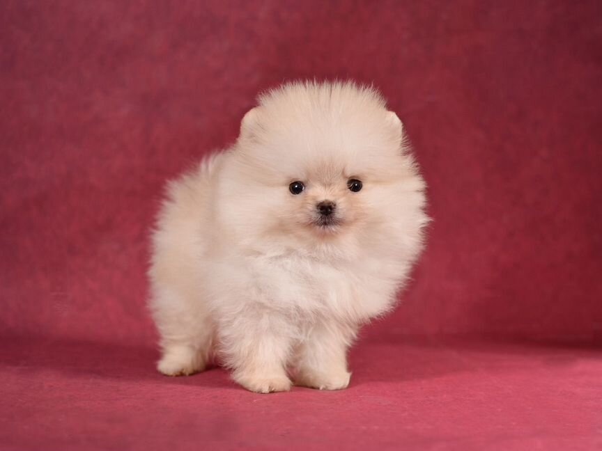 Шпицы щенки