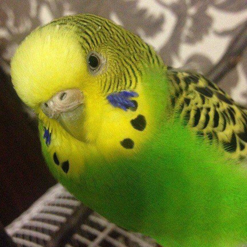 Попугай девочка