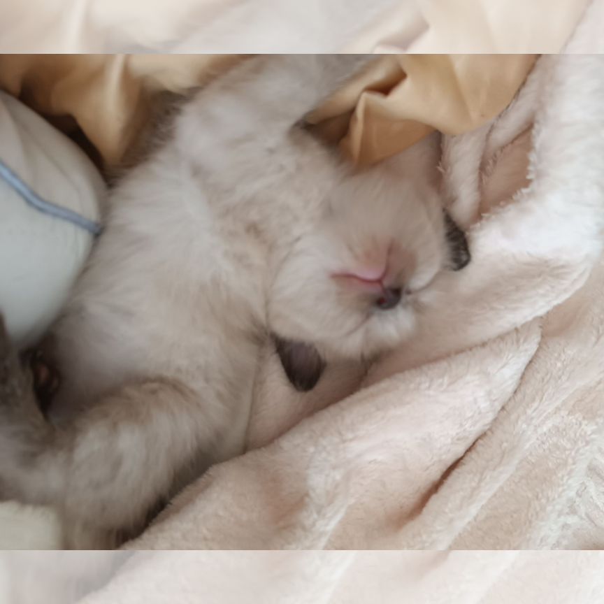 Продам котят
