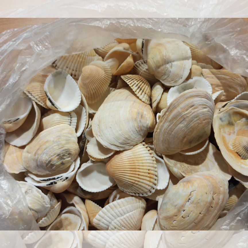 Морские ракушки