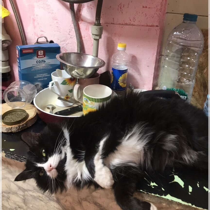 Предлагаю котика