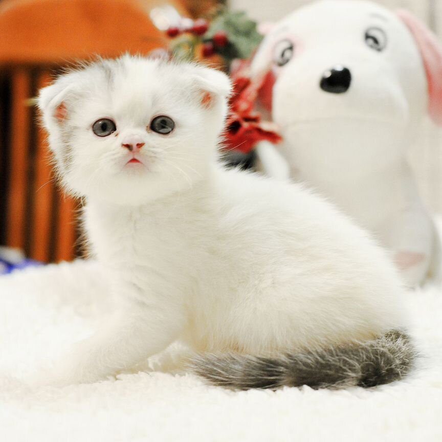 Вислоухий мальчик окраса ван