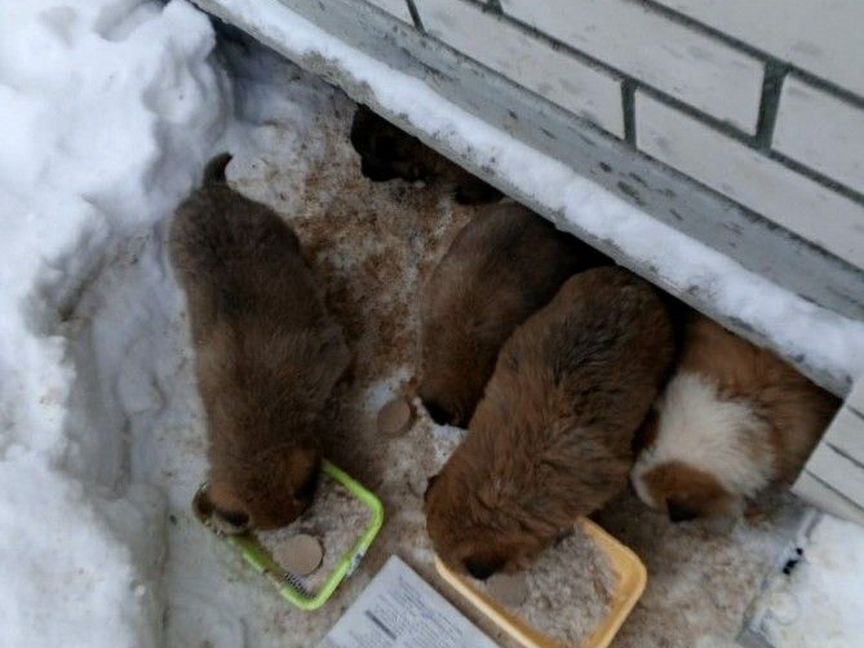 Щенки