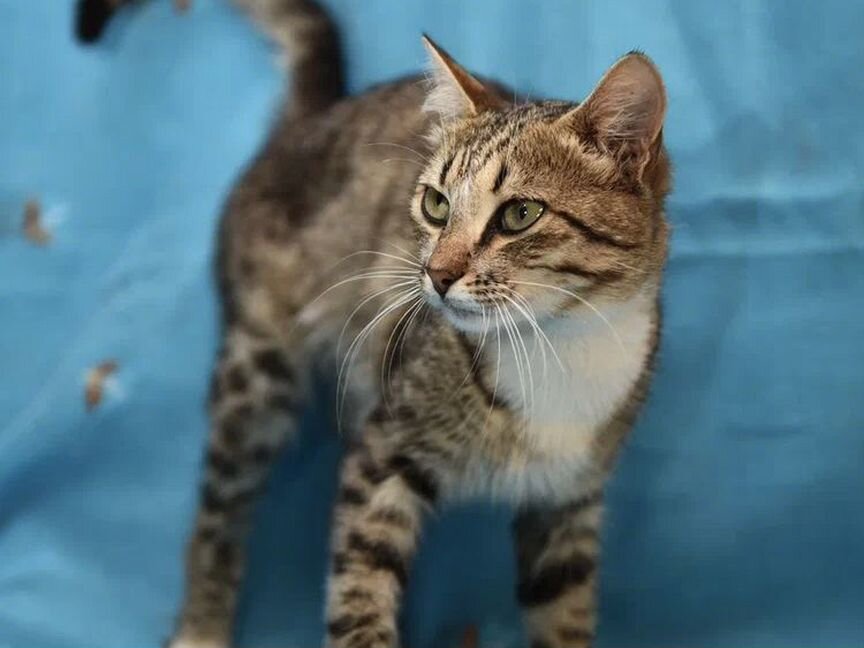 Кот из Голой Пристани Херсон потерял дом