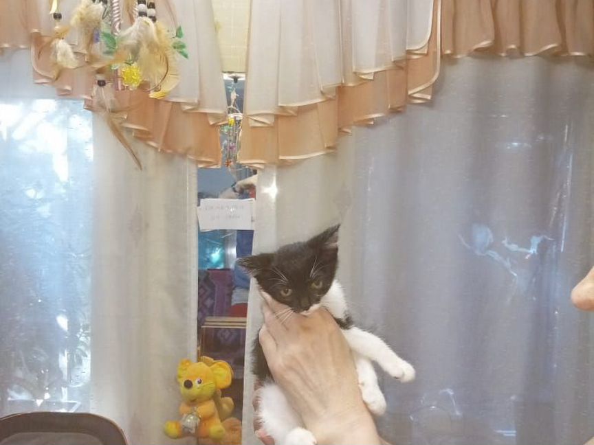 Котенок, в добрые руки