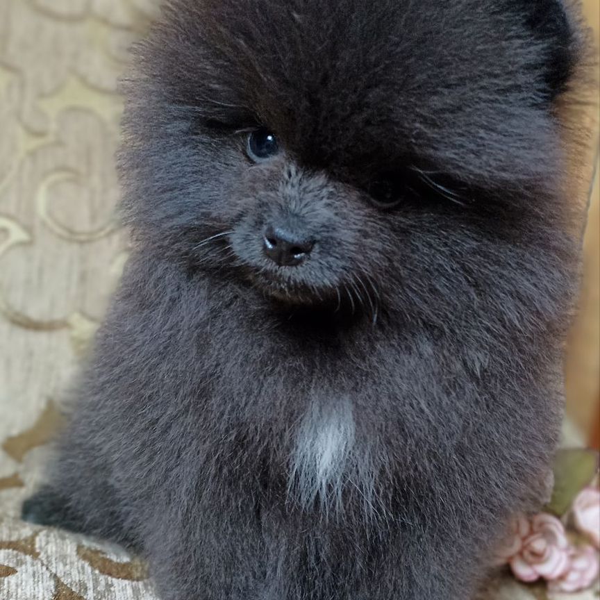 Голубая красотка