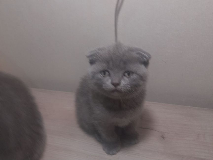 Шотландская