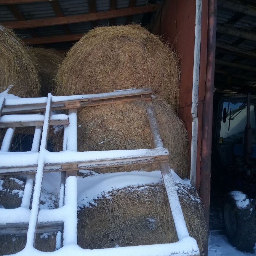 Продам сено в рулонах