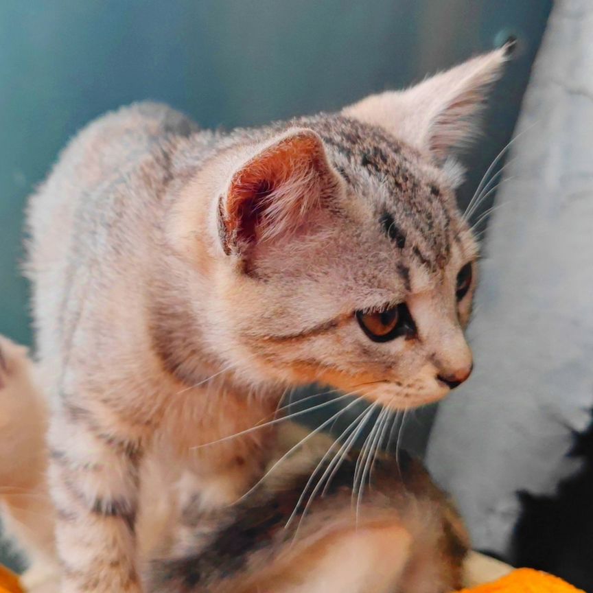 Котенок котенок царапкин