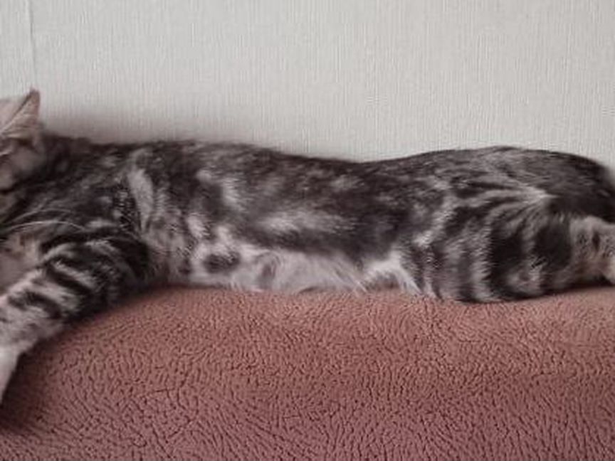 Скрещеный мейнкун + бенгал