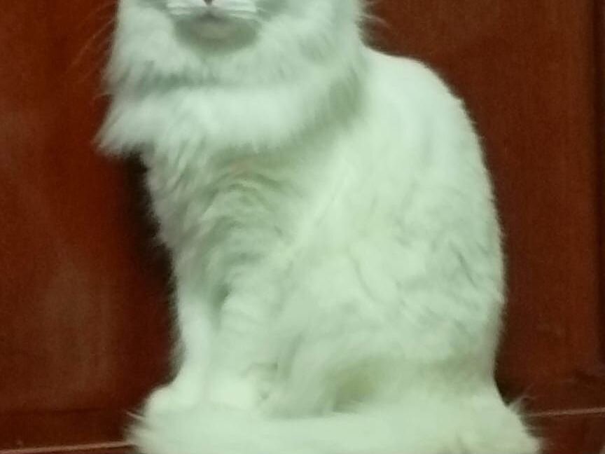 Красавиц Арчибальд