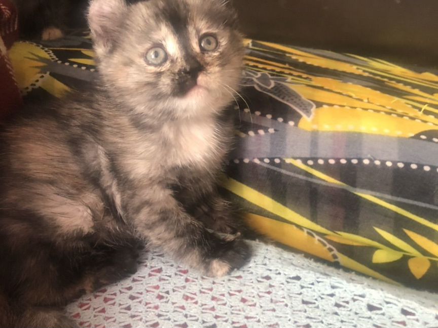 Американский кёрл