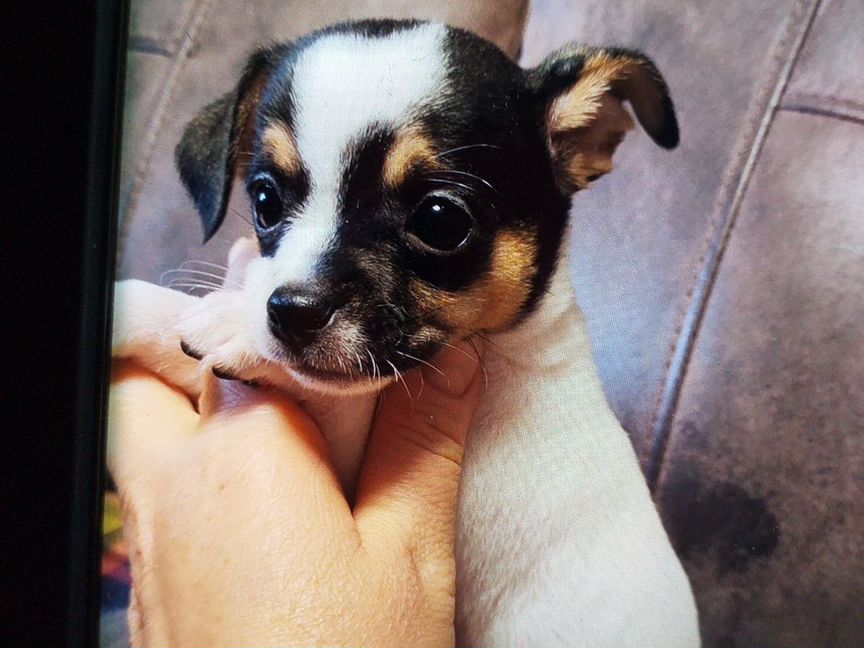 Чихуахуа щенки