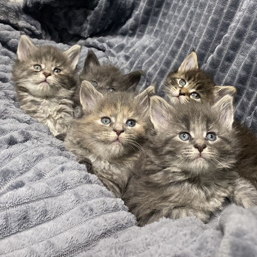 Котята мейн кун девочки с документами