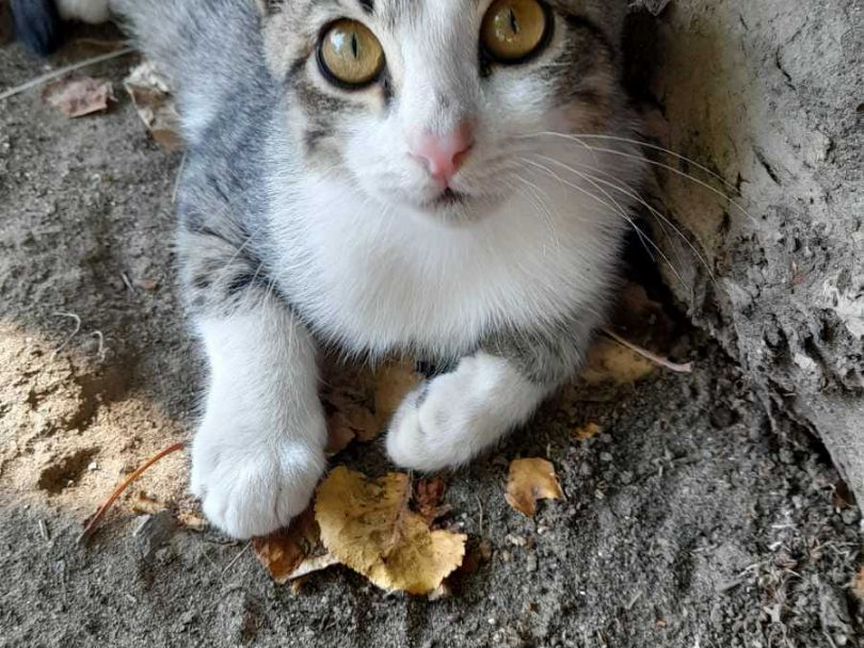 Котик подкидыш