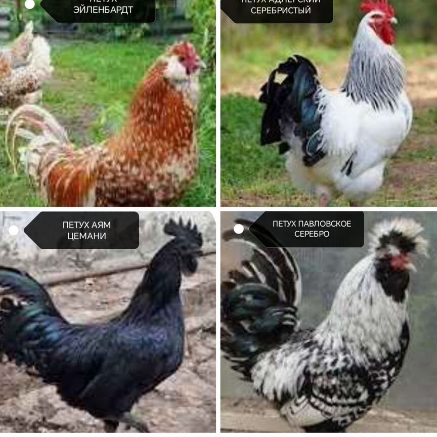 Чистопородные петушки