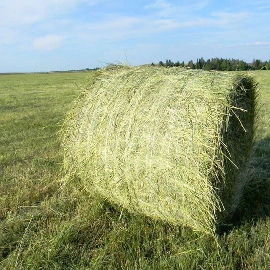 Сено
