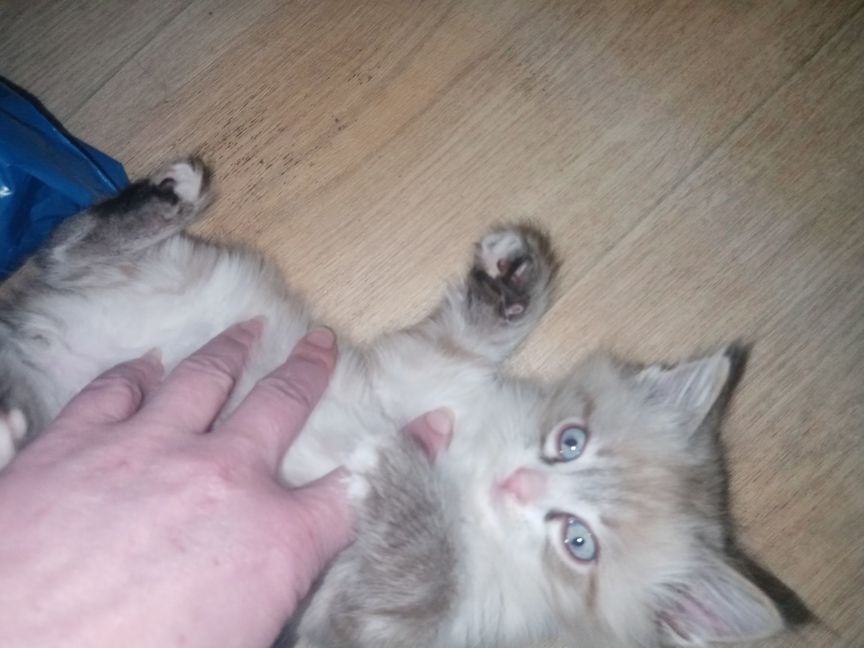Котята Регдолл