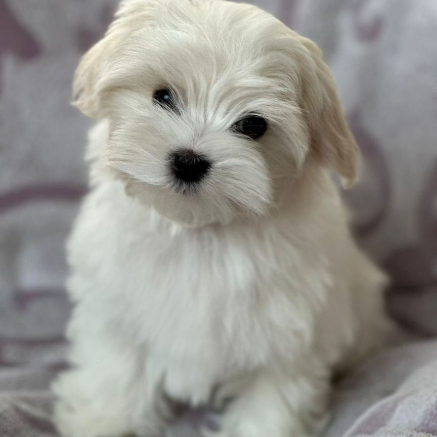 Щенки Мальтезе