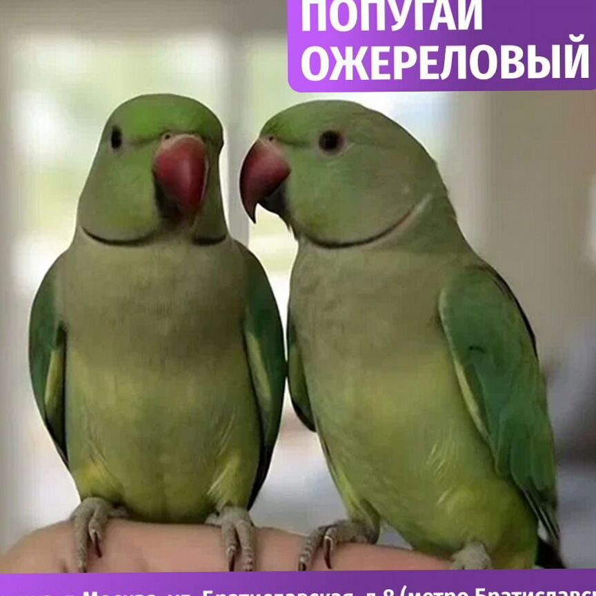 Попугай Ожереловый