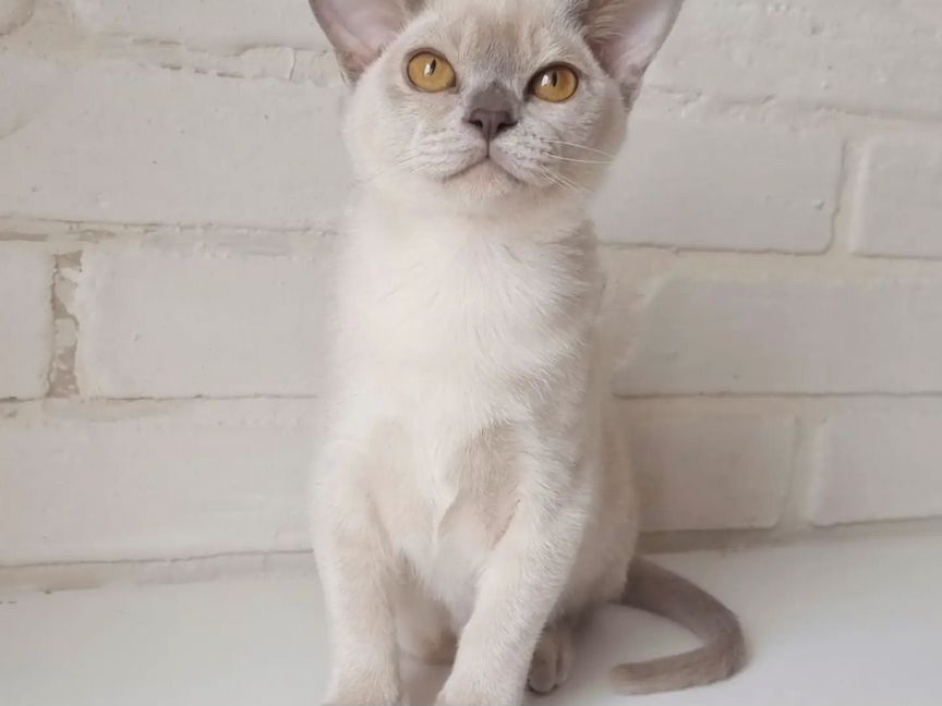 Бурманские котята