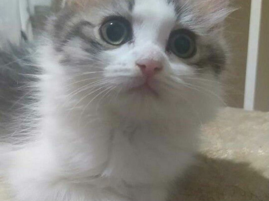 Шотландская кошка