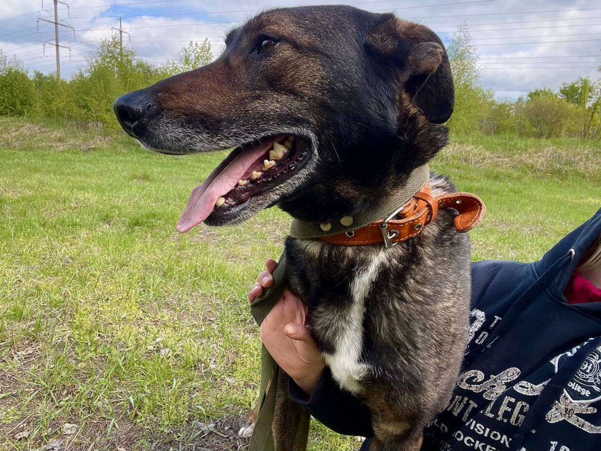 Пёс из приюта в дар