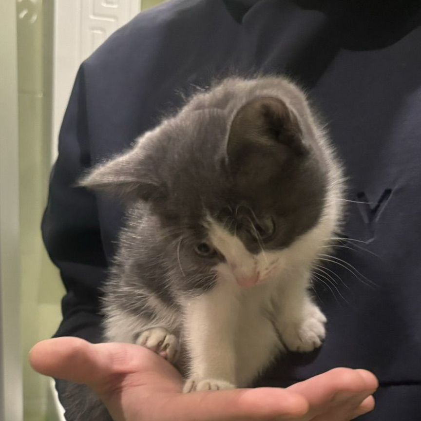 Котёнок в добрые руки