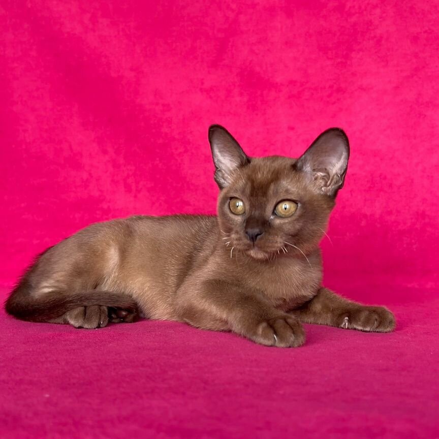 Чистоковные бурманские котята с документами