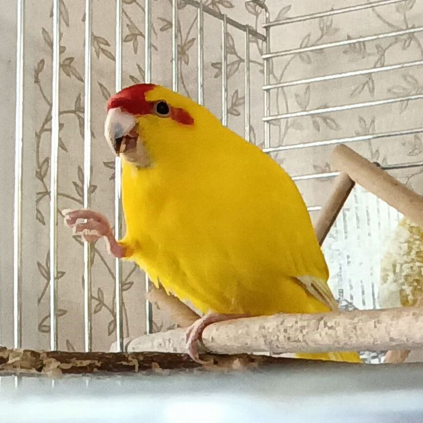 Какарики, самец