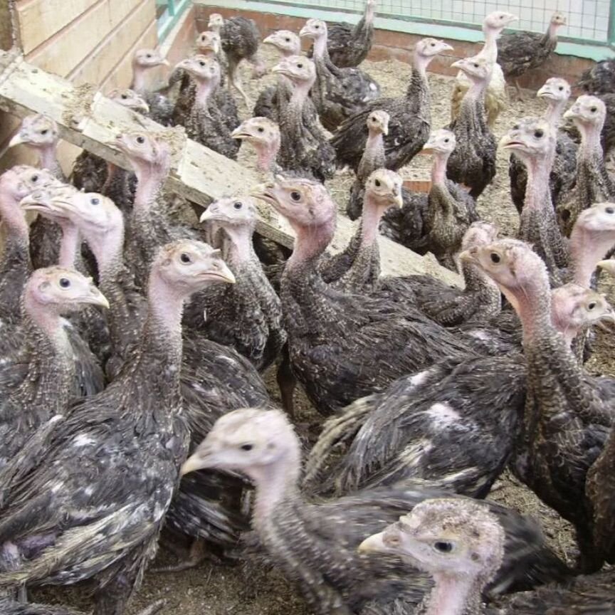 Индюки, цыплята, утята