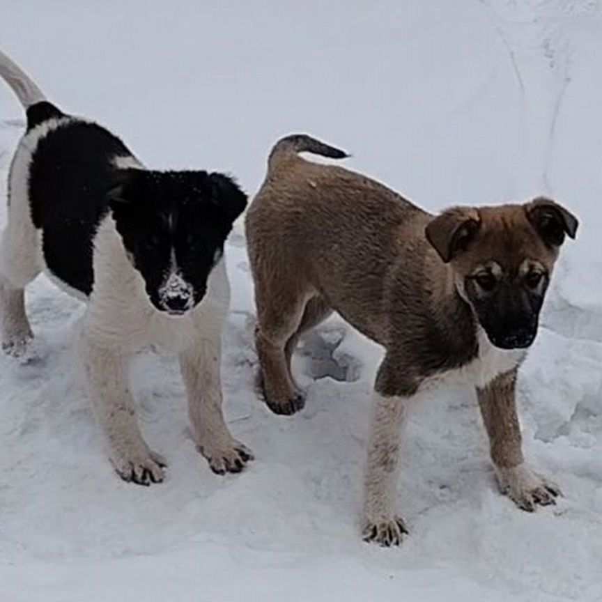 Щенок в добрые руки