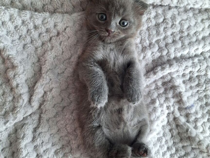 Продажа котят