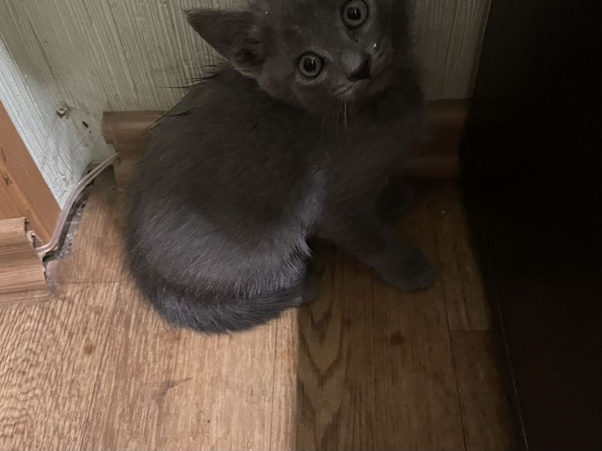 Котята в добрые руки даром