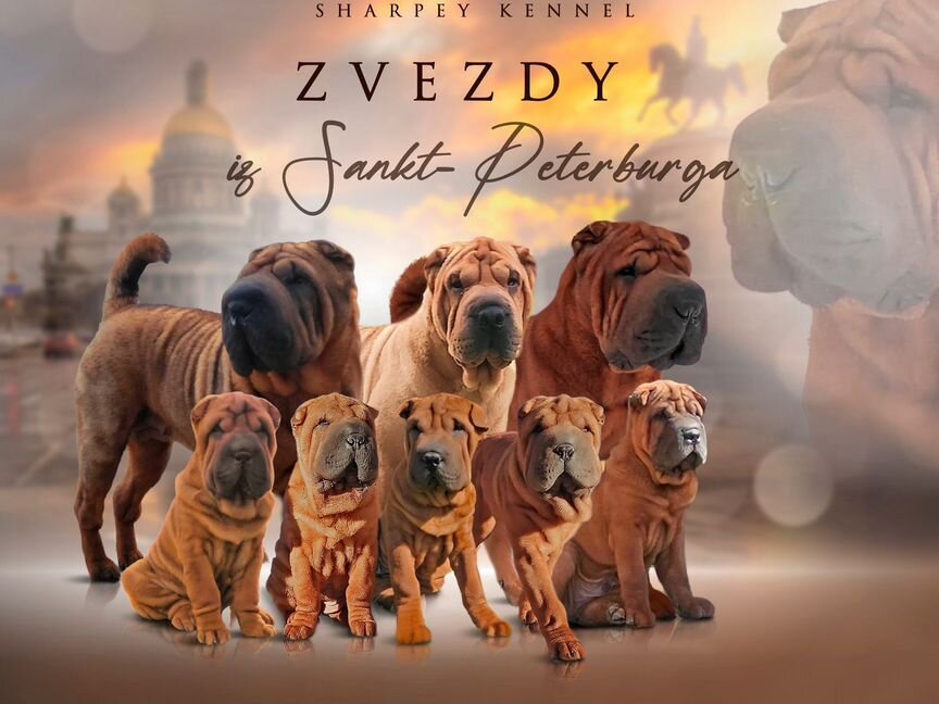 Шар-пей щенки