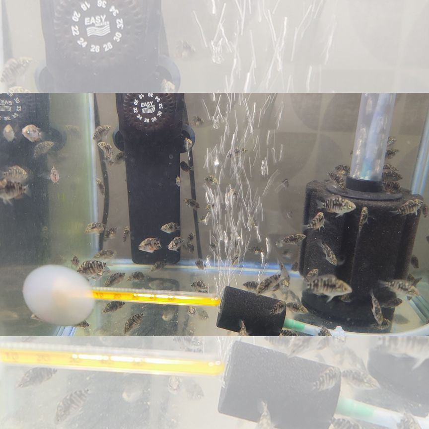 Цихлазома Седжика