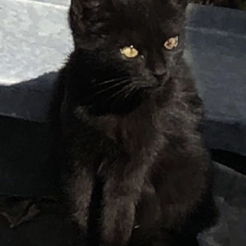 Котенок девочка